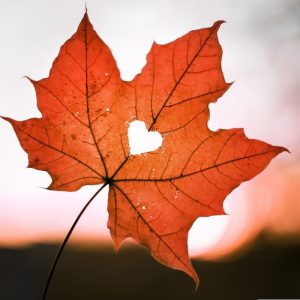 Giftable Fall Shopping Finds