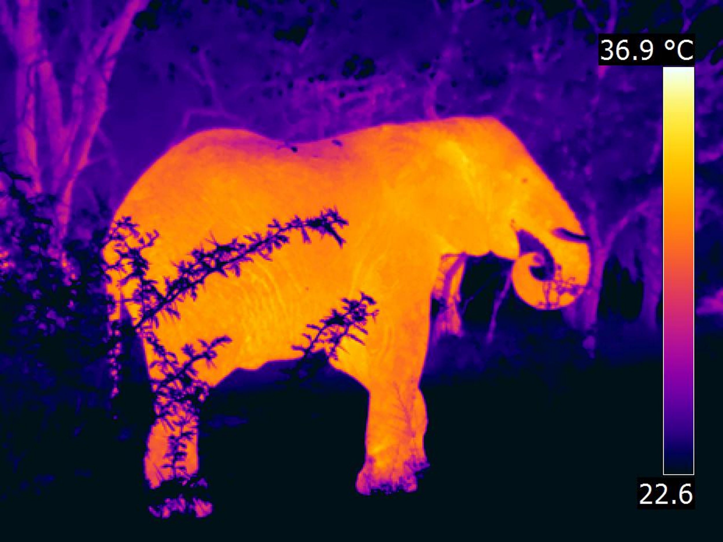 Top-of-the-Line Thermal Vision for Shooting and Hunting: Why ATN Corp ...