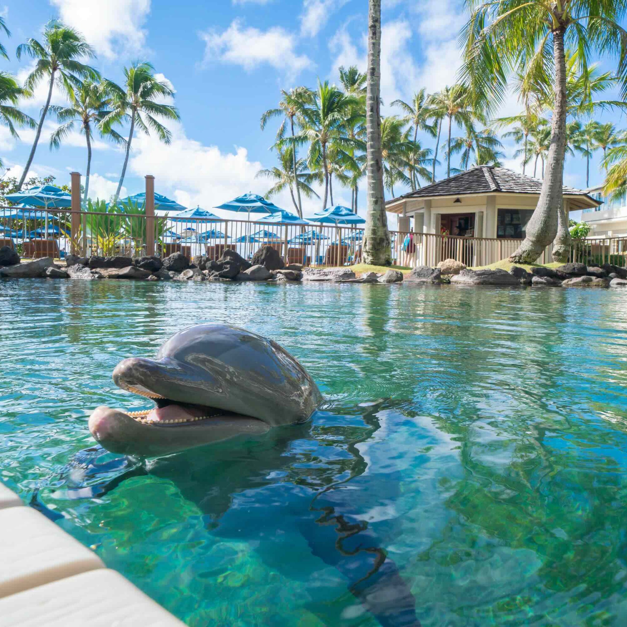 At The Kahala Hotel & Resort, The Dolphins Steal the Show - JustLuxe