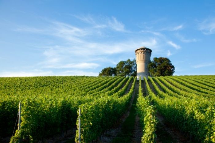 The Feast of the Vine and the Wine