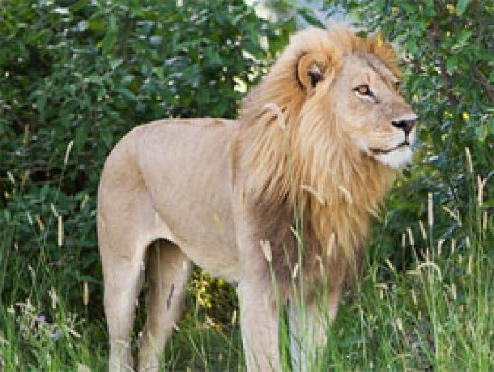 Roy Toft Photography Safaris